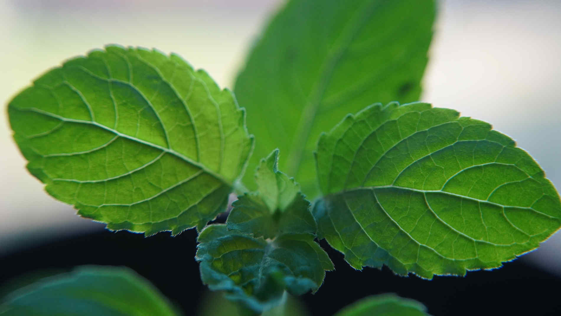 Tulsi: Diverse healing effects and tips for use