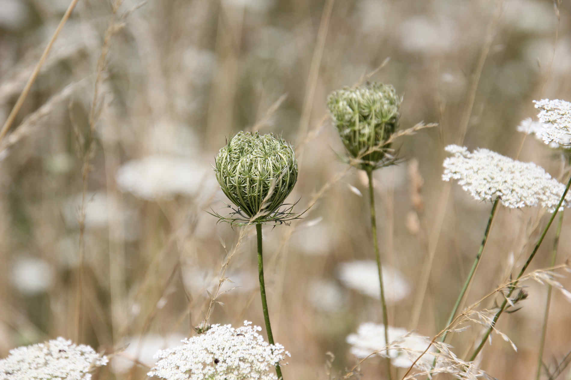 Wild carrots: discover their healing power, uses and dosage